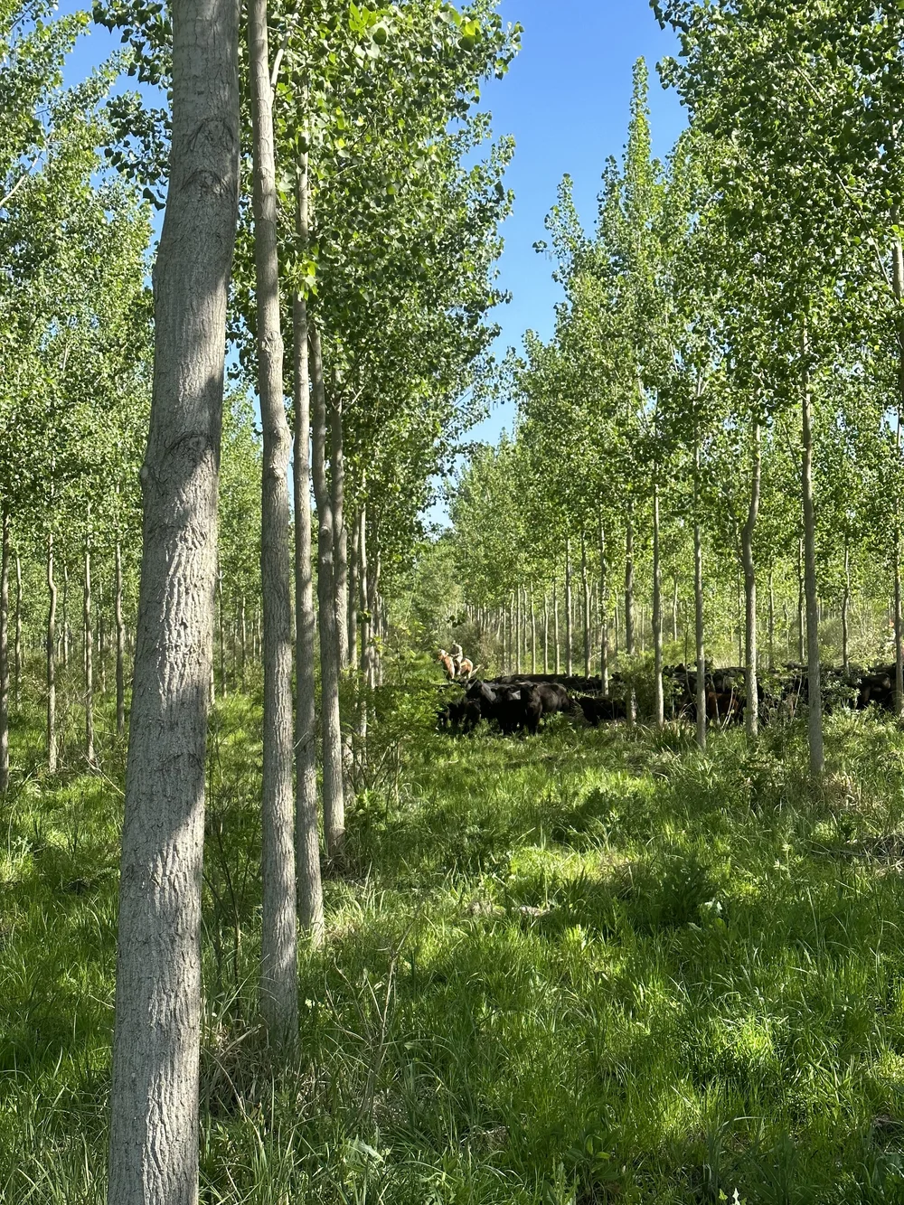 Is Silvopasture a Good Fit for Your Farm? — Propagate