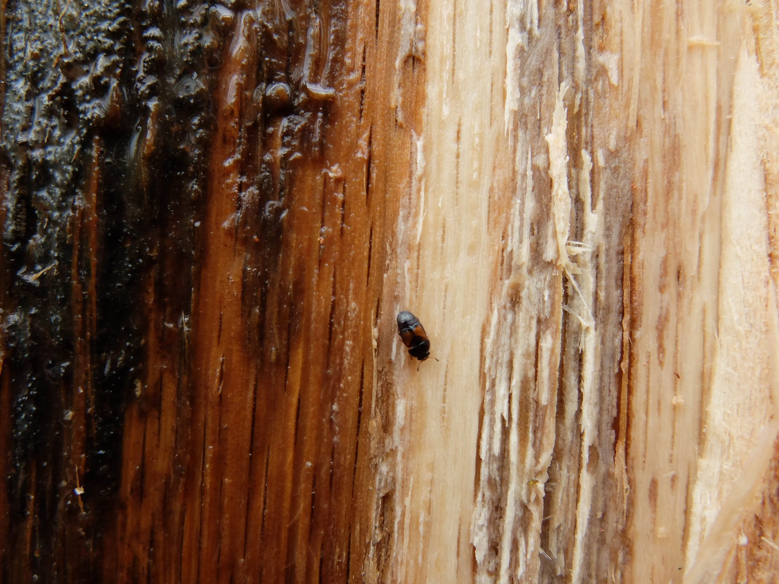 How to Identify & Manage Chestnut Risks: Pathogens — Propagate