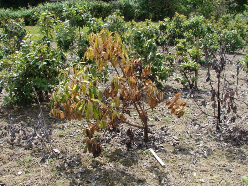 How to Identify & Manage Chestnut Risks: Pathogens — Propagate