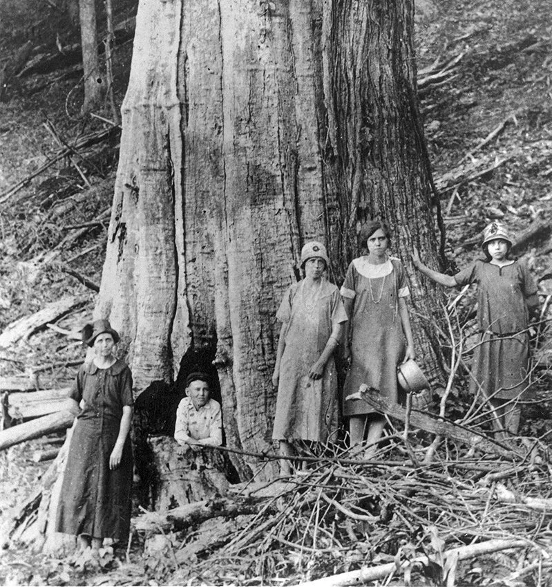 How to Identify & Manage Chestnut Risks: Pathogens — Propagate