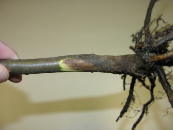 How to Identify & Manage Chestnut Risks: Pathogens — Propagate