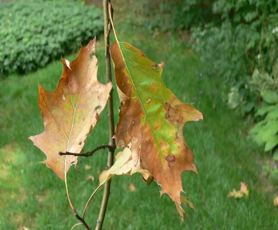 How to Identify & Manage Chestnut Risks: Pathogens — Propagate