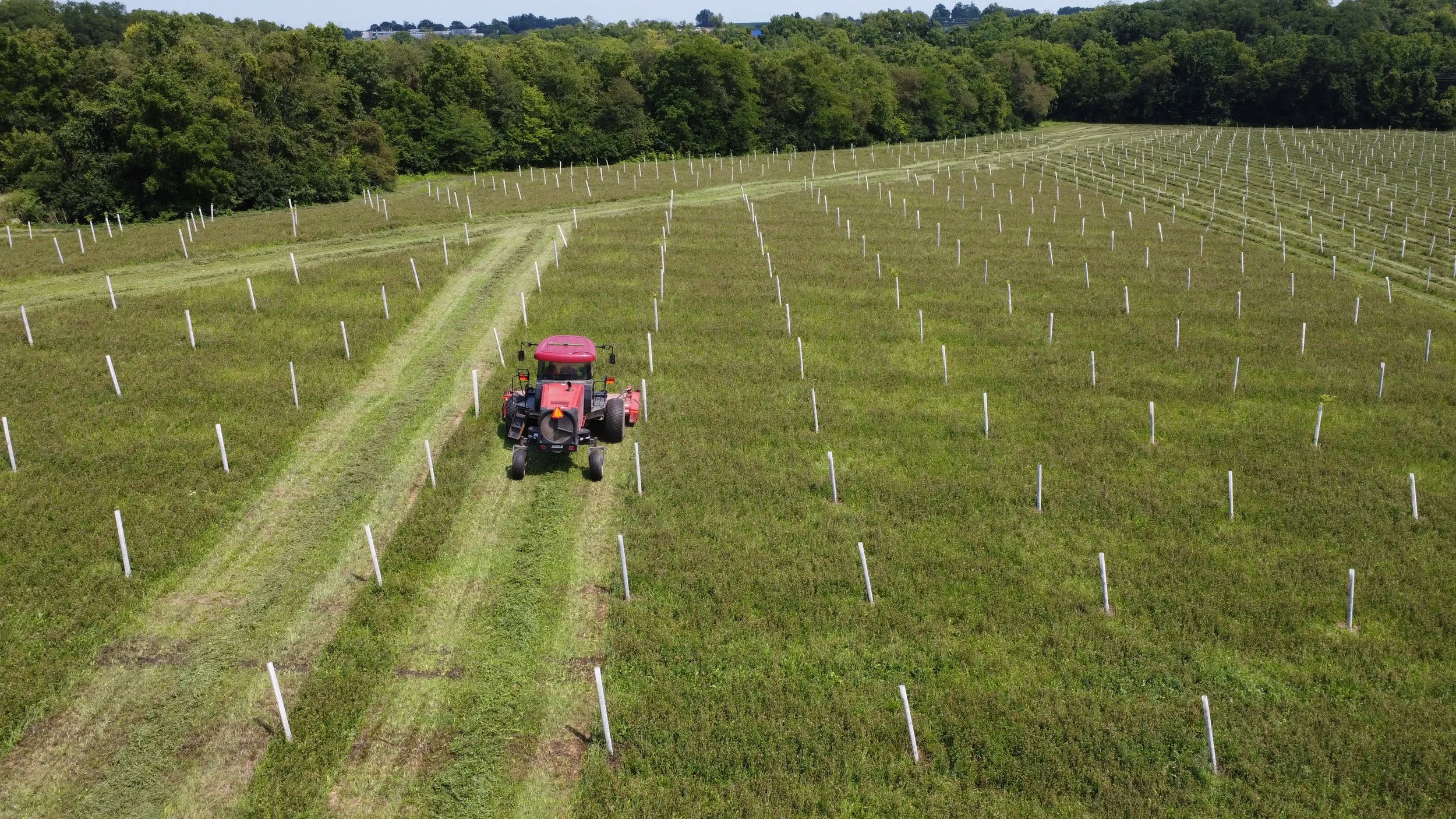How to Grow Hay with Trees (and Why You Should) — Propagate