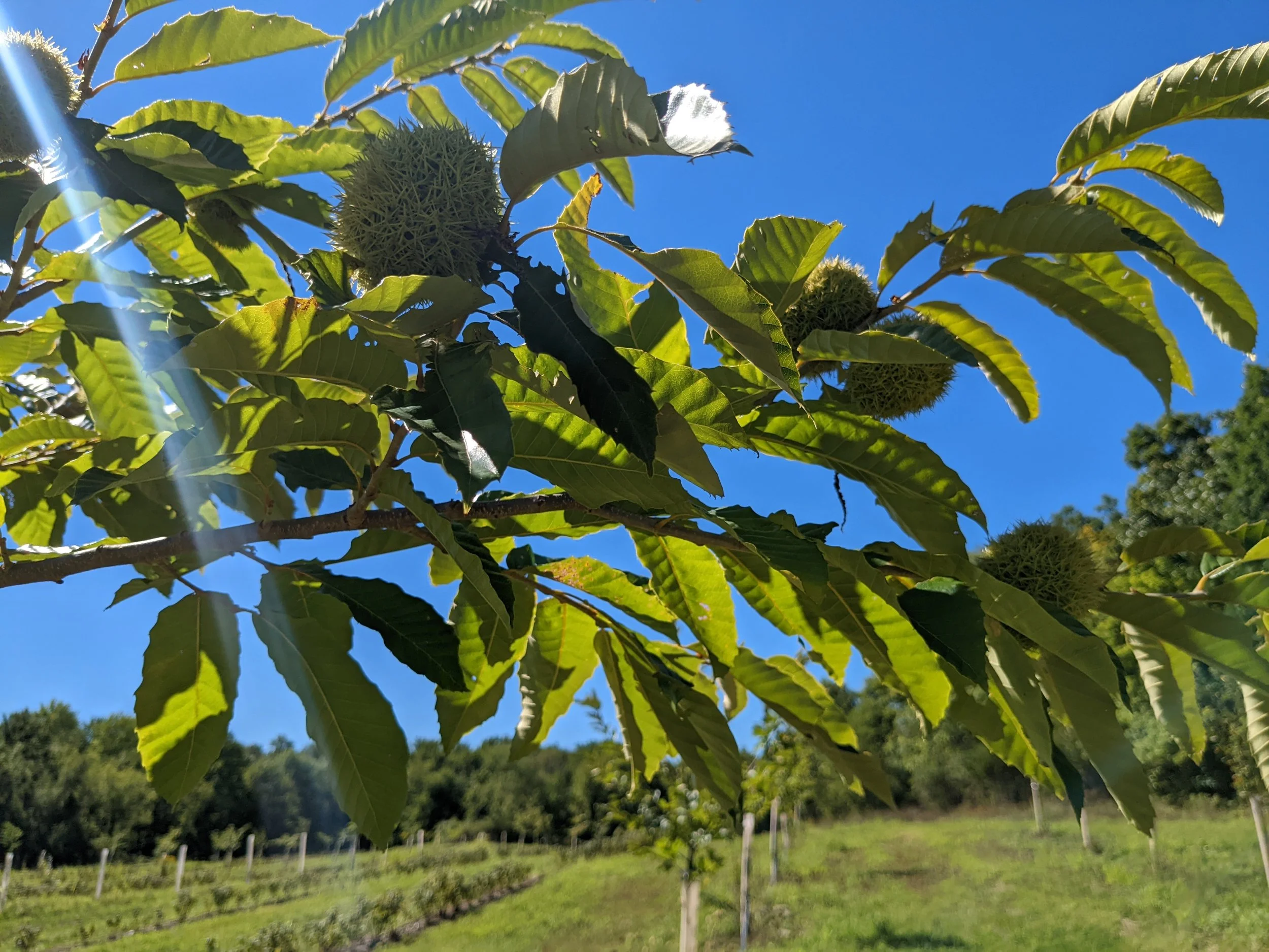 Chestnut Seedlings — Propagate