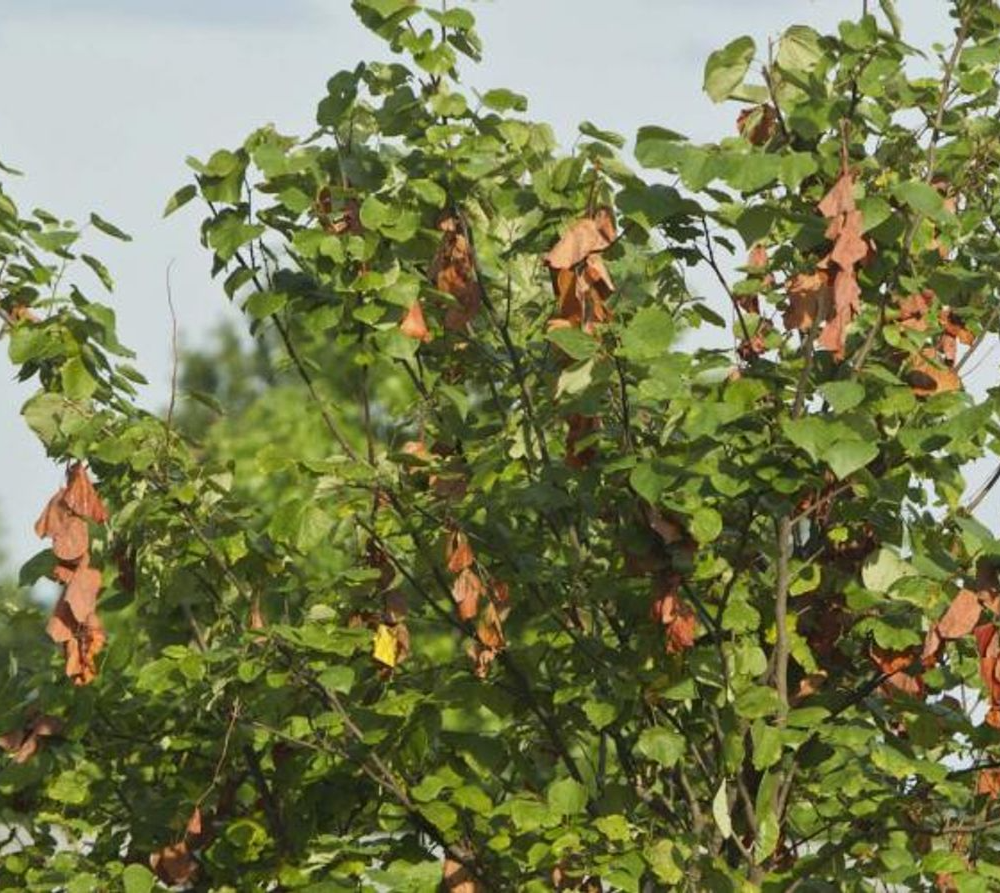 How to Identify & Manage Chestnut Risks: Pathogens — Propagate