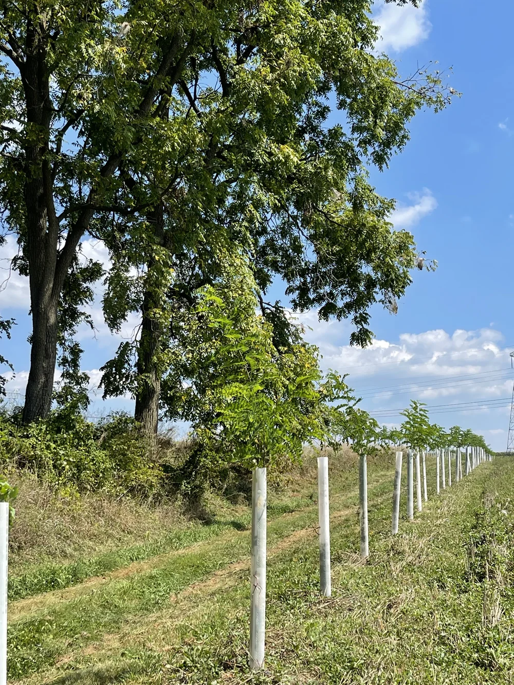 Site Prep & Planting — Propagate