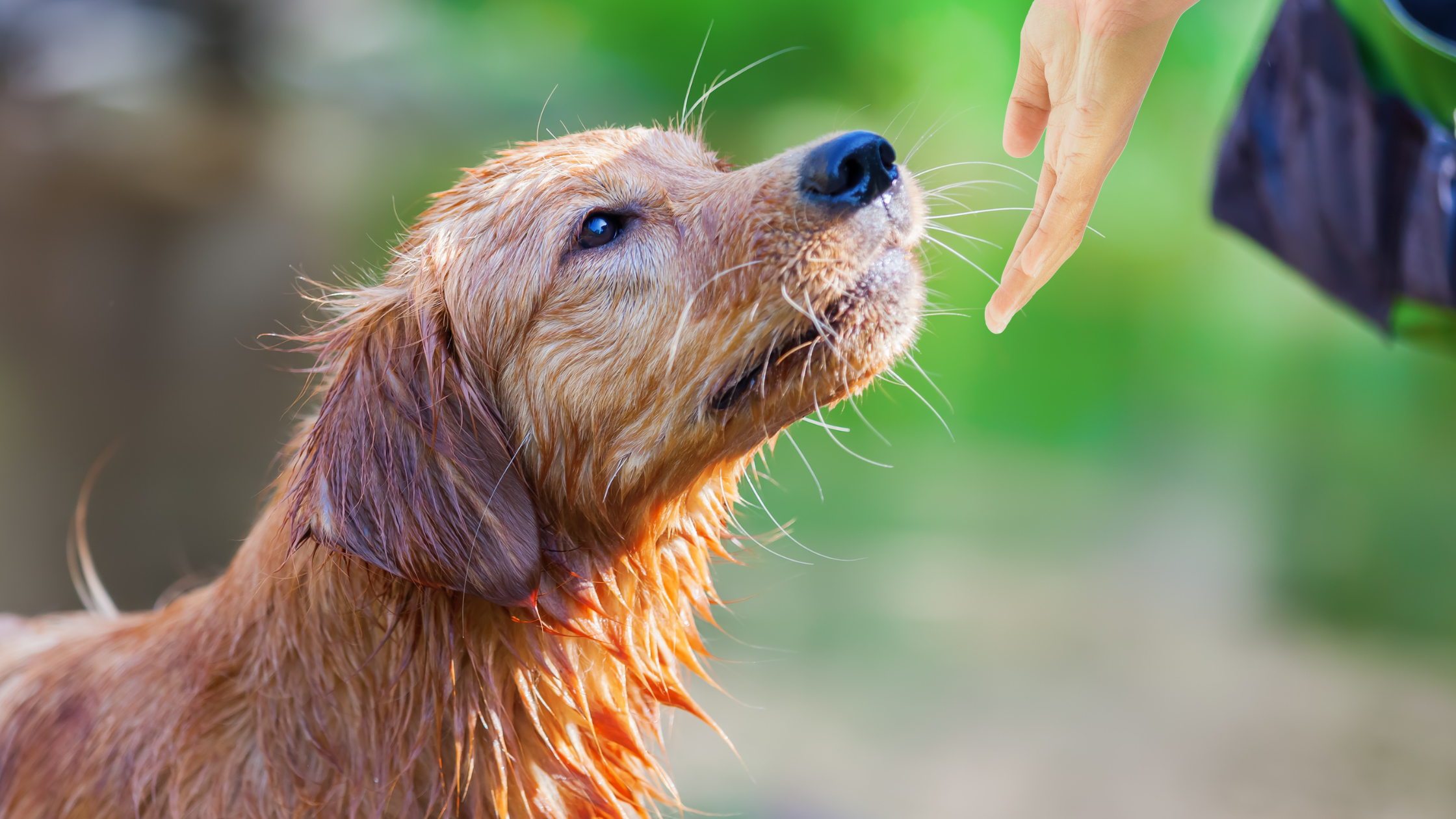 How to Teach Your Dog to “Touch” (Hand Targeting Guide) — Channeled ...