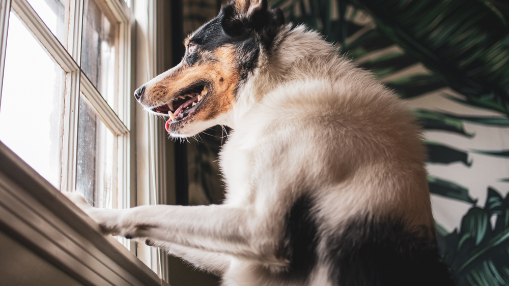 Why Your Dog Barks at the Window — And How to Stop It Without Yelling ...
