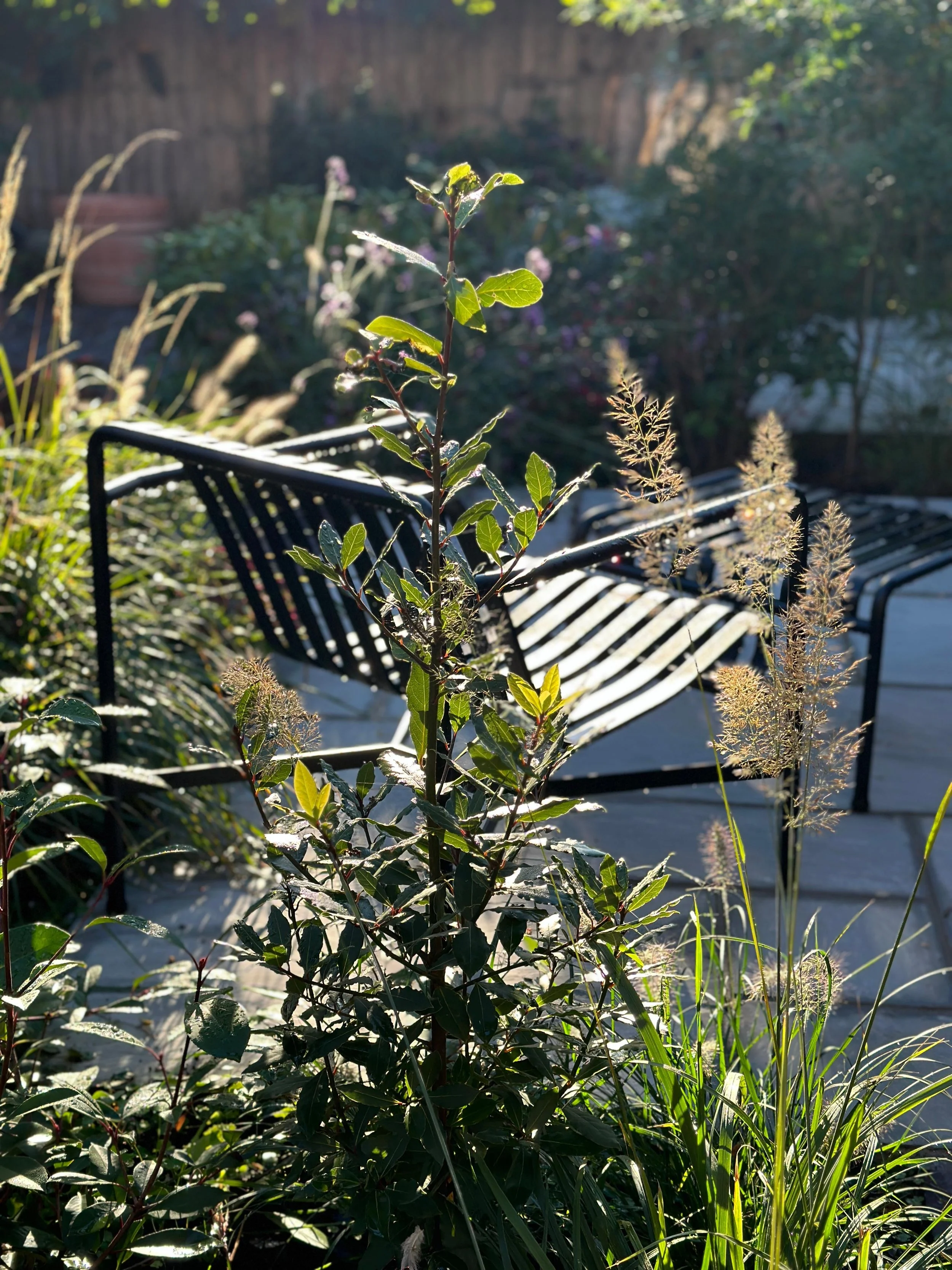London Landscape and Garden Design by Melanie Hick