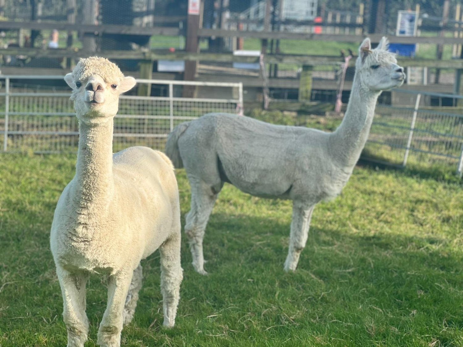 Services 2 — Belmont Farm (Copy)