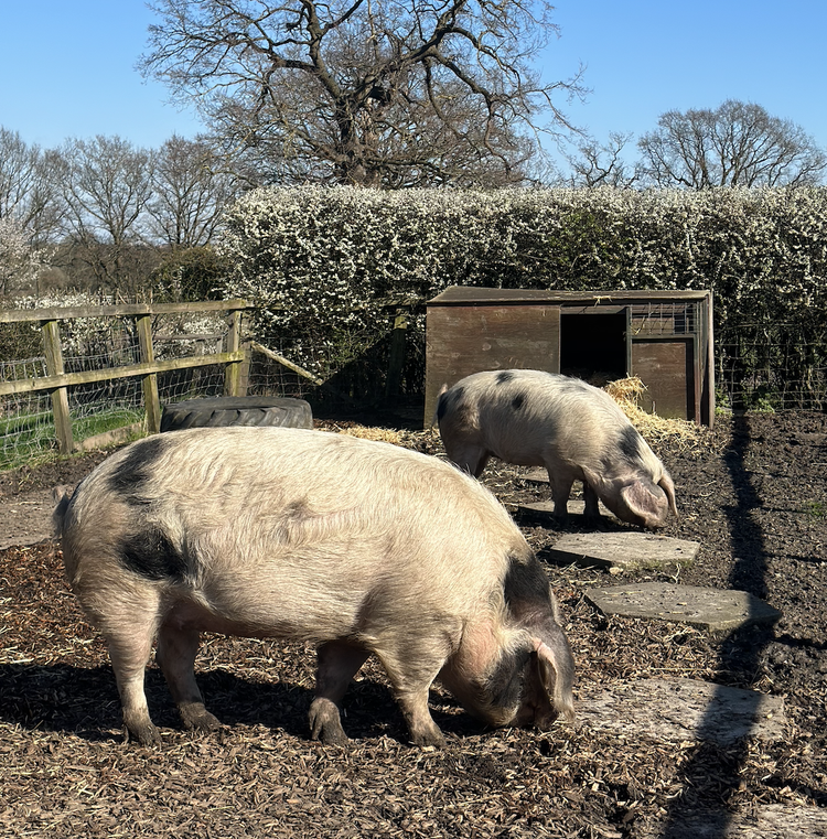 Services 2 — Belmont Farm (Copy)