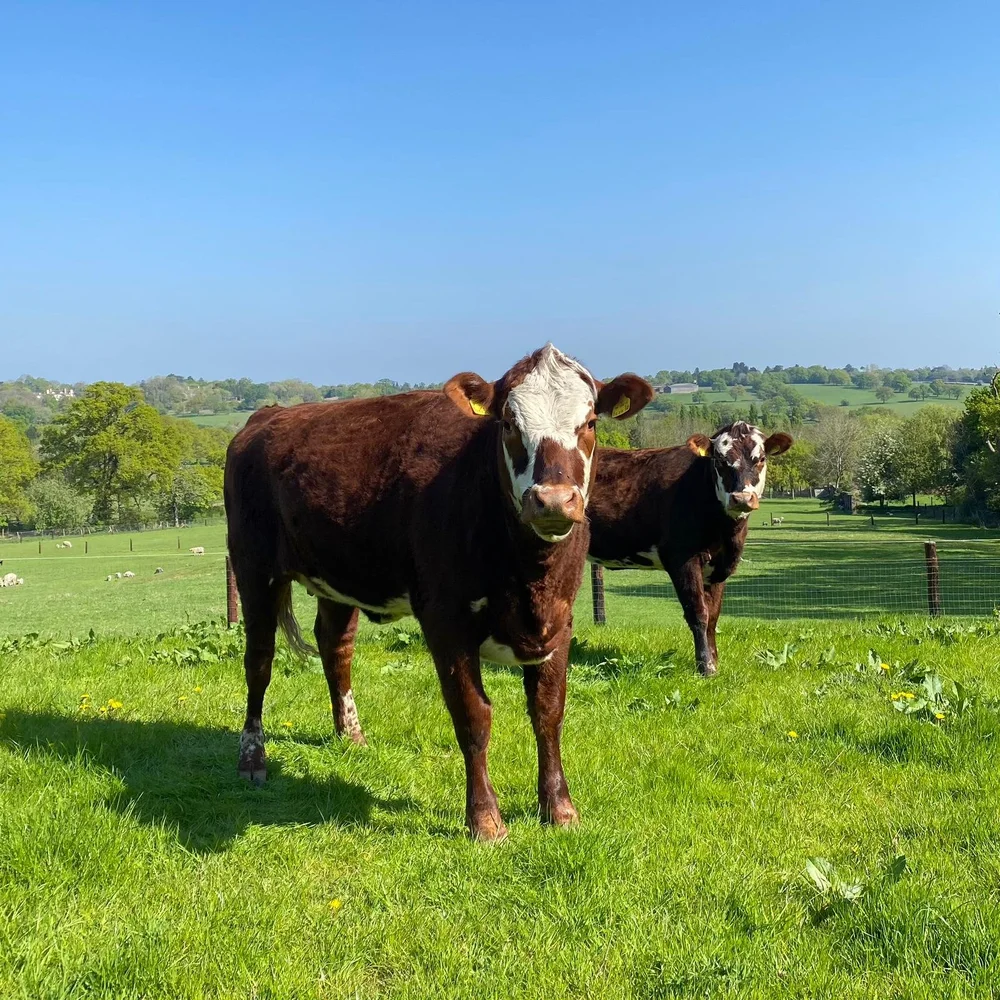 Services 2 — Belmont Farm (Copy)