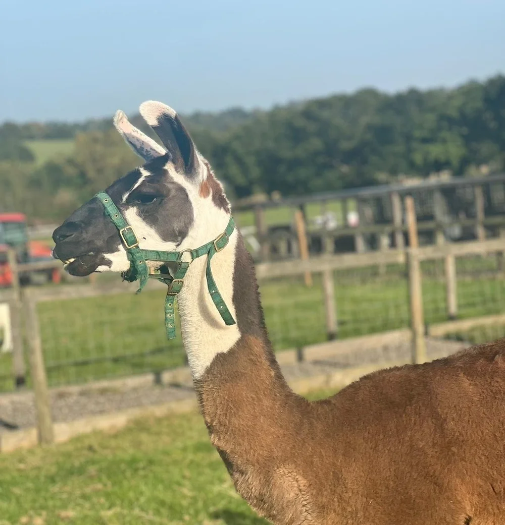 Services 2 — Belmont Farm (Copy)