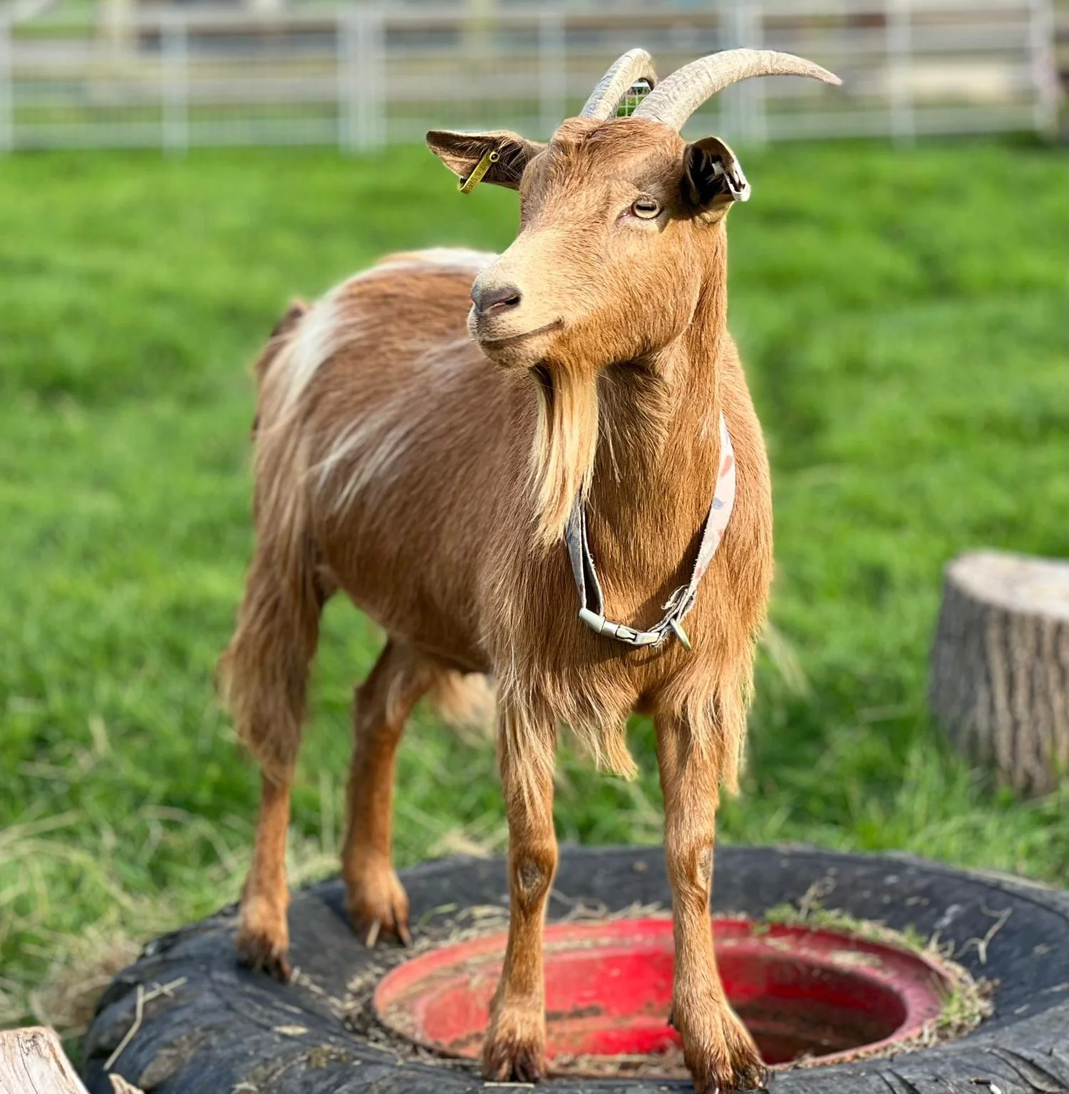 Services 2 — Belmont Farm (Copy)