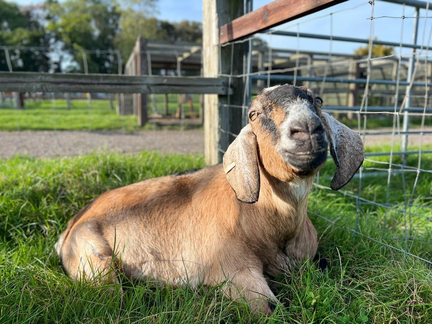 Services 2 — Belmont Farm (Copy)