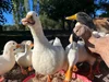 Welcome to Belmont Farm - Connecting You to Nature in North West London