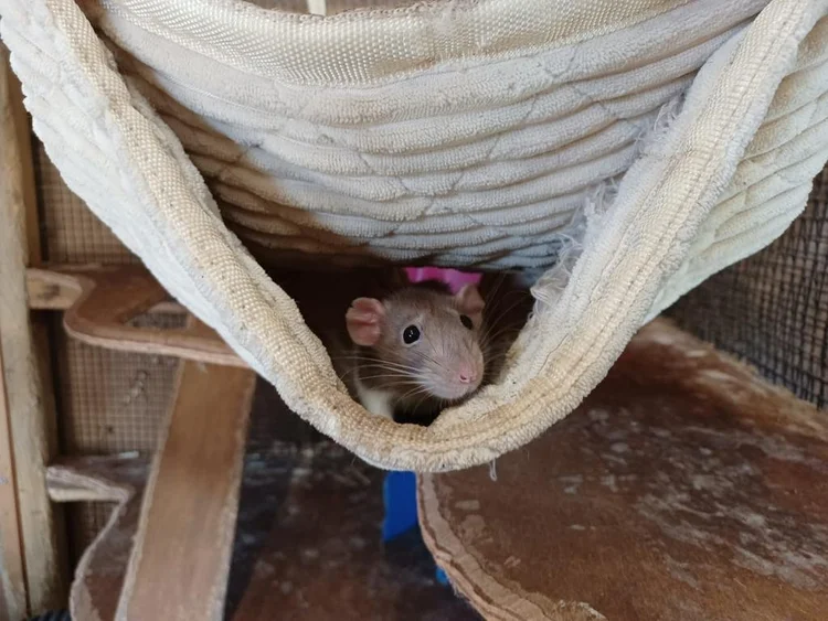 Welcome to Belmont Farm - Connecting You to Nature in North West London