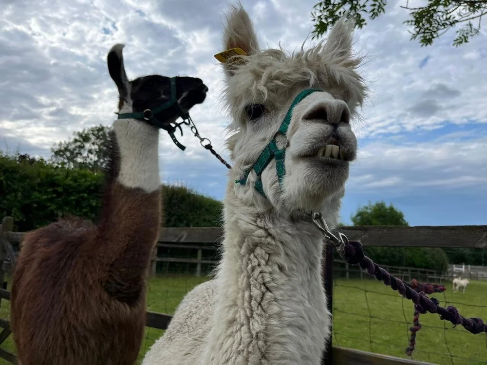 Gallery — Belmont Farm (Copy)