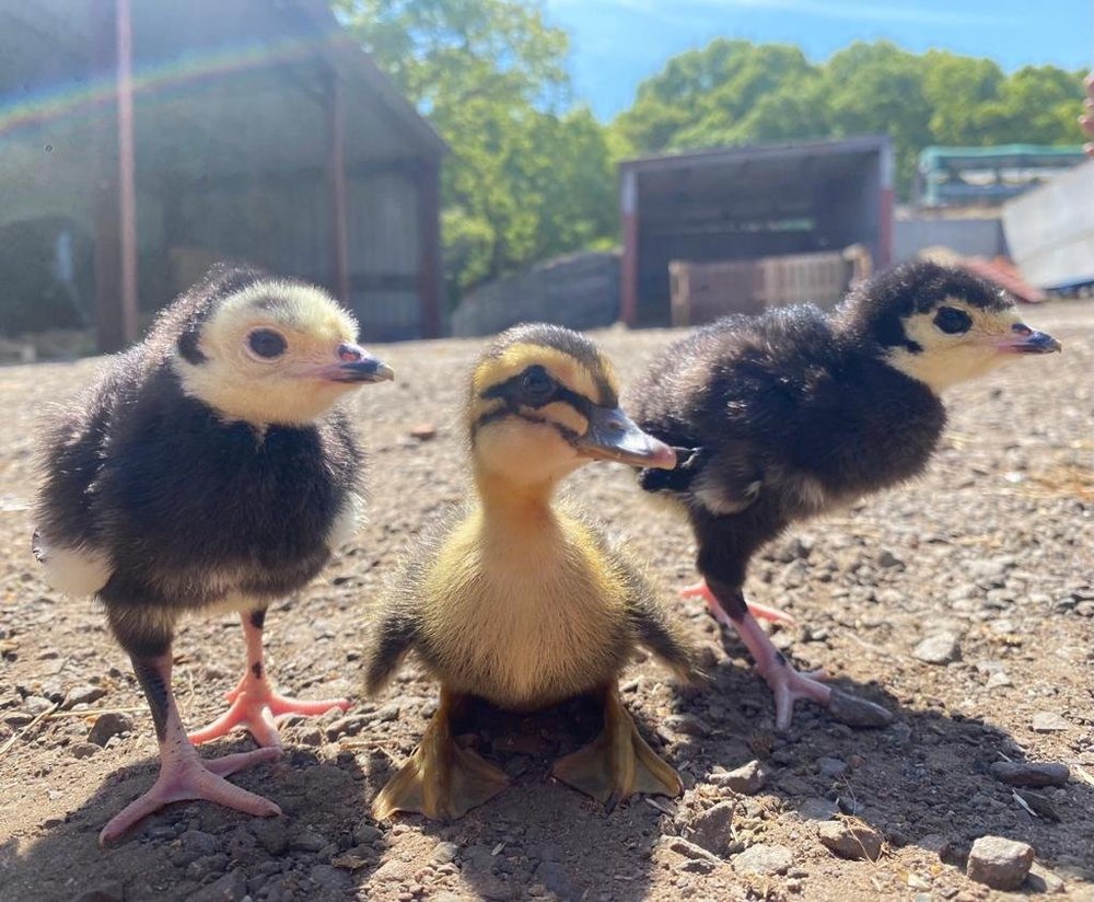 Gallery — Belmont Farm (Copy)
