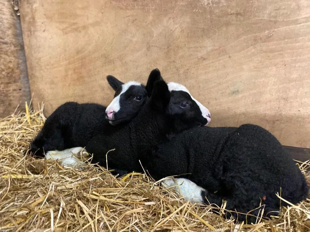 Gallery — Belmont Farm (Copy)
