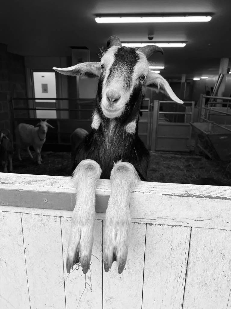 Gallery — Belmont Farm (Copy)