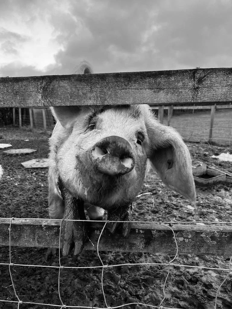 Gallery — Belmont Farm (Copy)