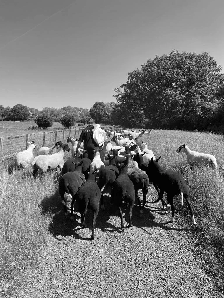 Gallery — Belmont Farm (Copy)