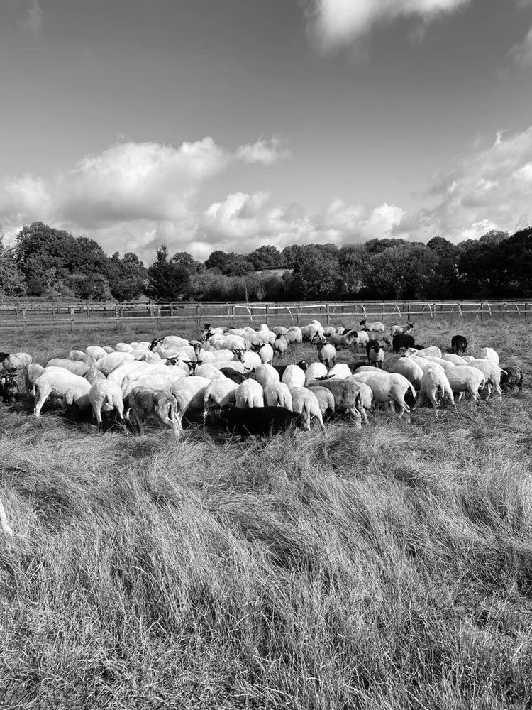 Gallery — Belmont Farm (Copy)