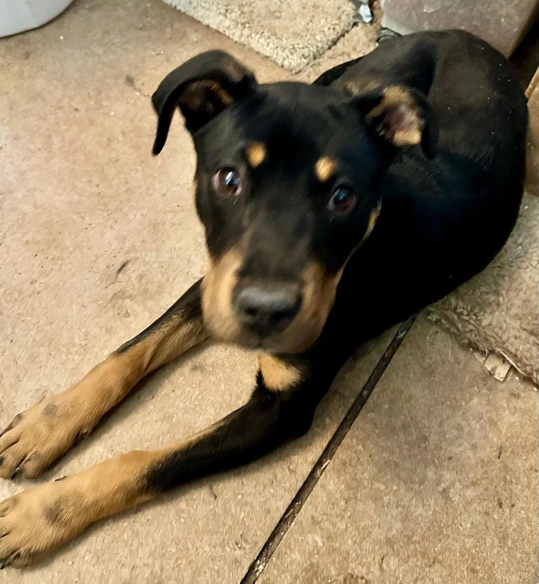 Adoptable Animals — Bristlecone Animal Aid Rescue And Xpress (BAARX)