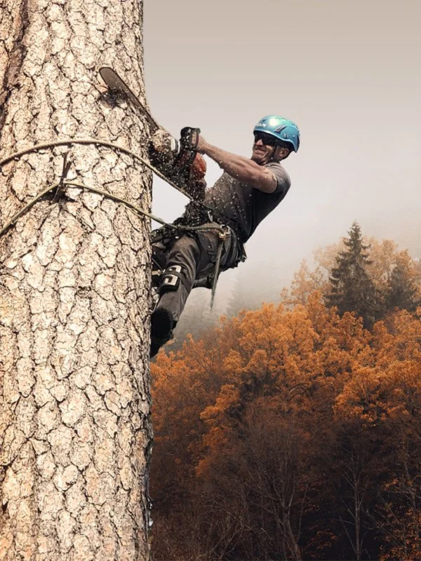 All Aspect Tree Service in Redding, CA