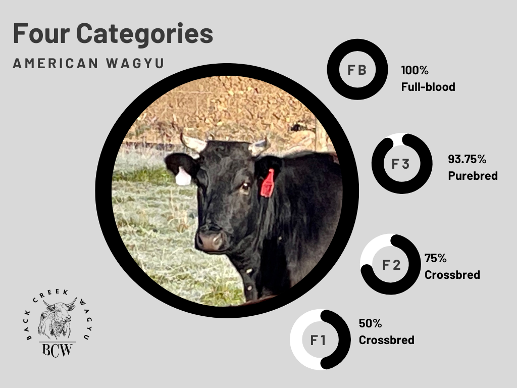 Wagyu Categories Explained — Back Creek Wagyu