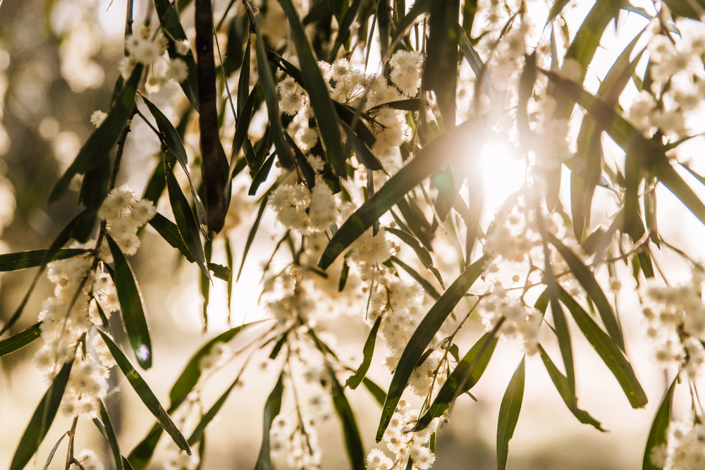 Workshops & Events — Quantum Leap Subtle Energy