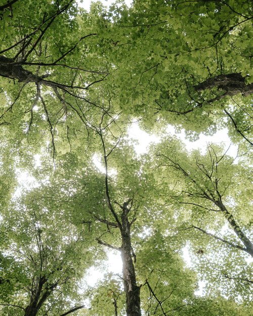 Maplestone Ranch & Retreat