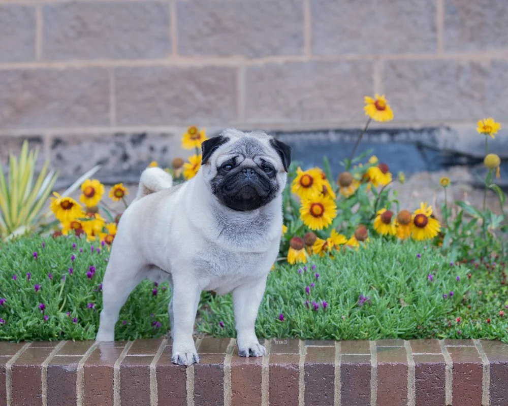 Our Approach — Pug Dog Club of America