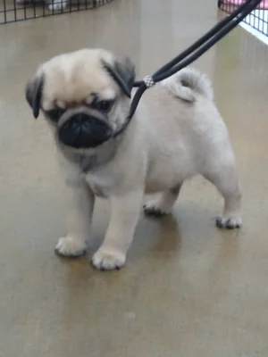 Pug Dog Club of America