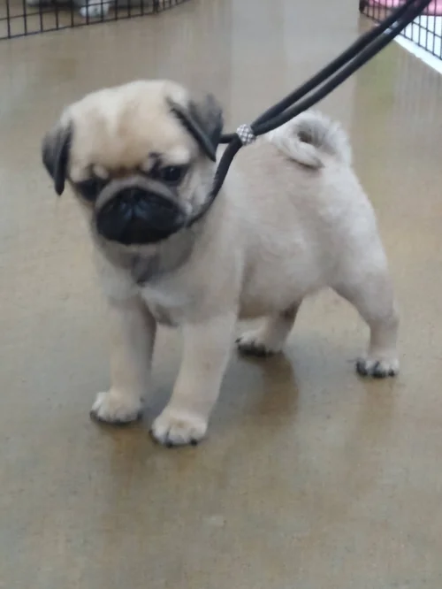 Pug Dog Club of America