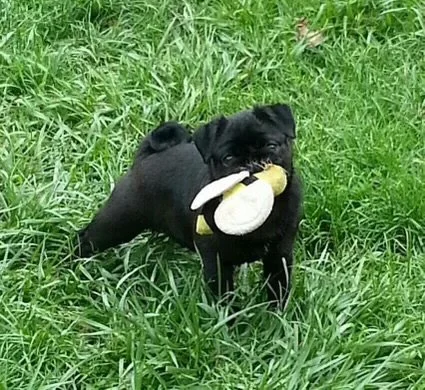 About the Pug — Pug Dog Club of America