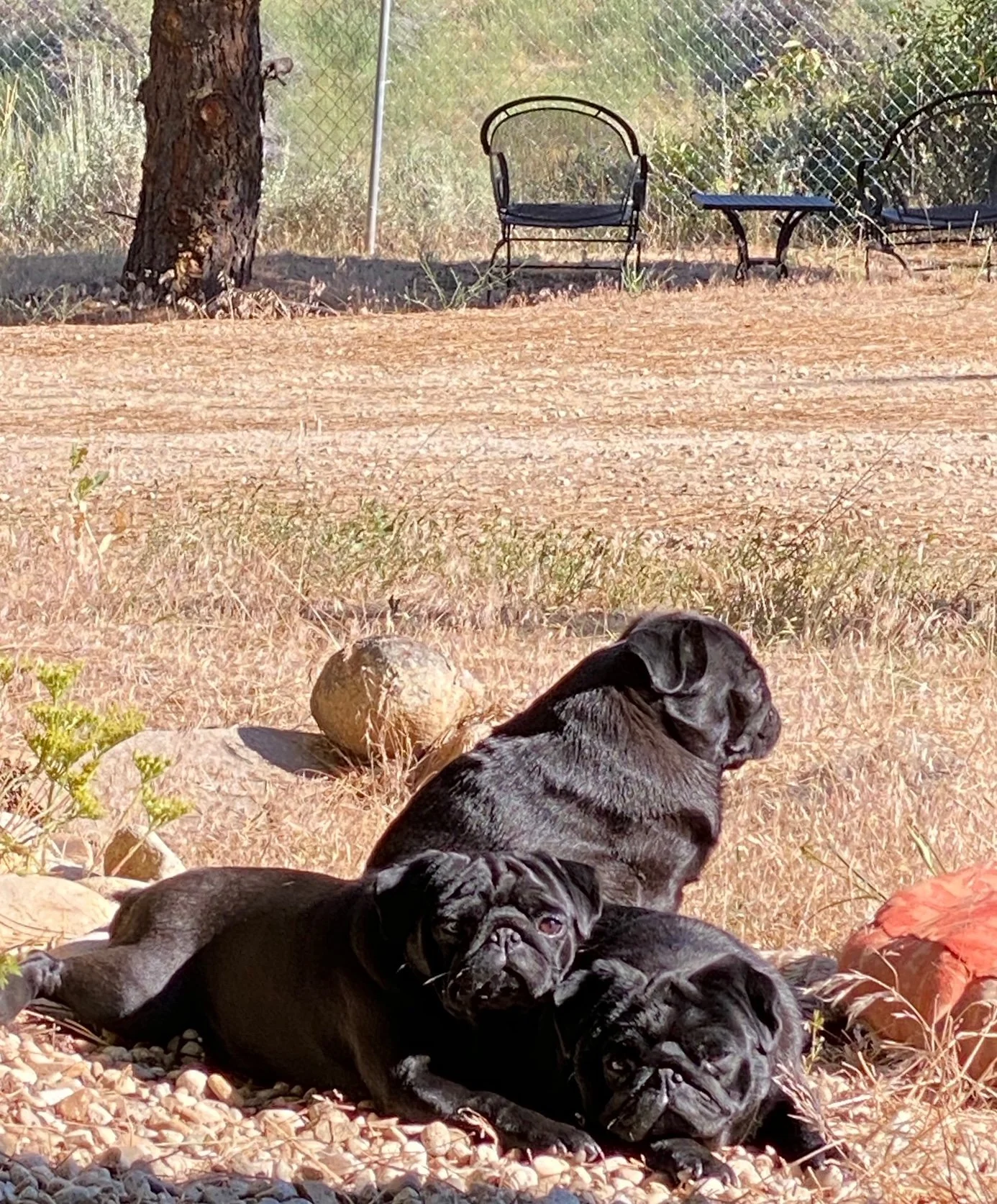 About the Pug — Pug Dog Club of America