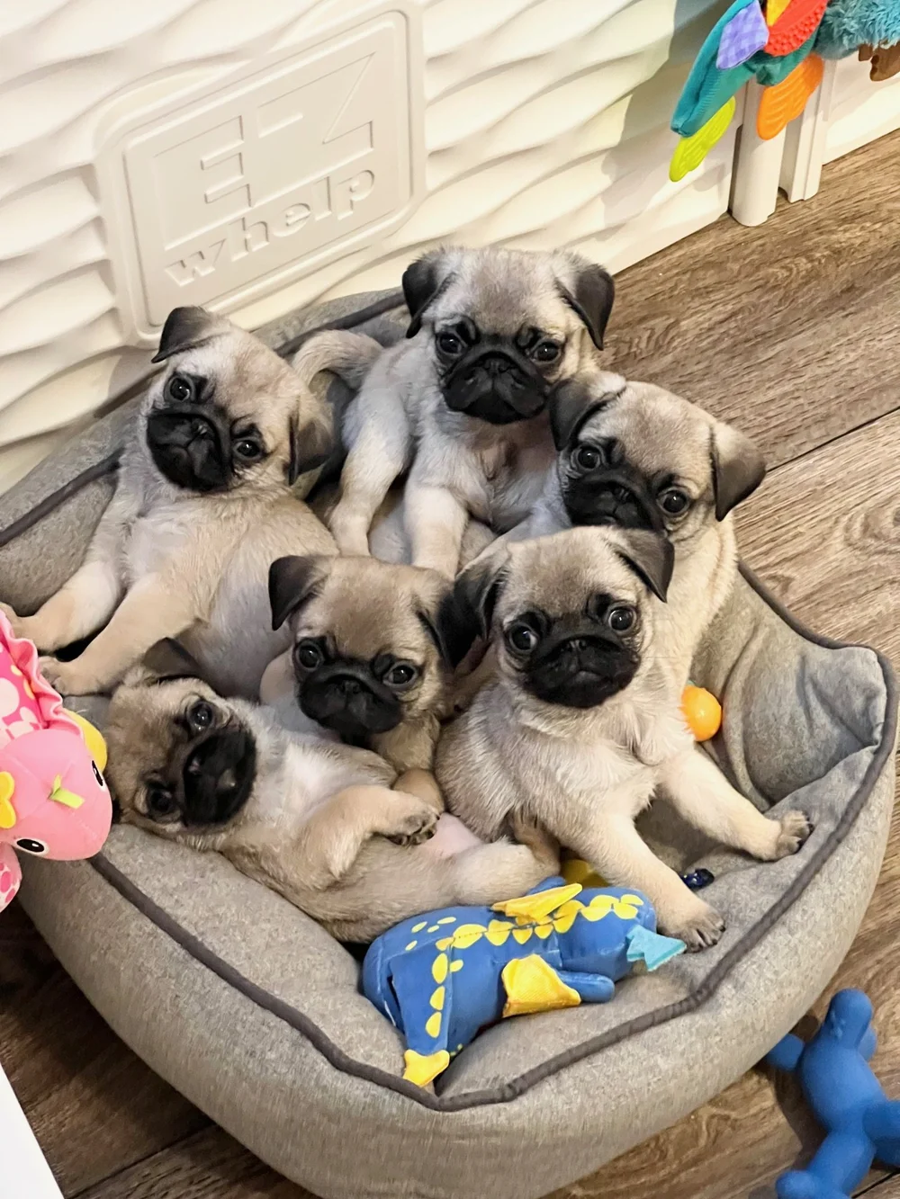 About the Pug — Pug Dog Club of America