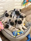 About the Pug — Pug Dog Club of America