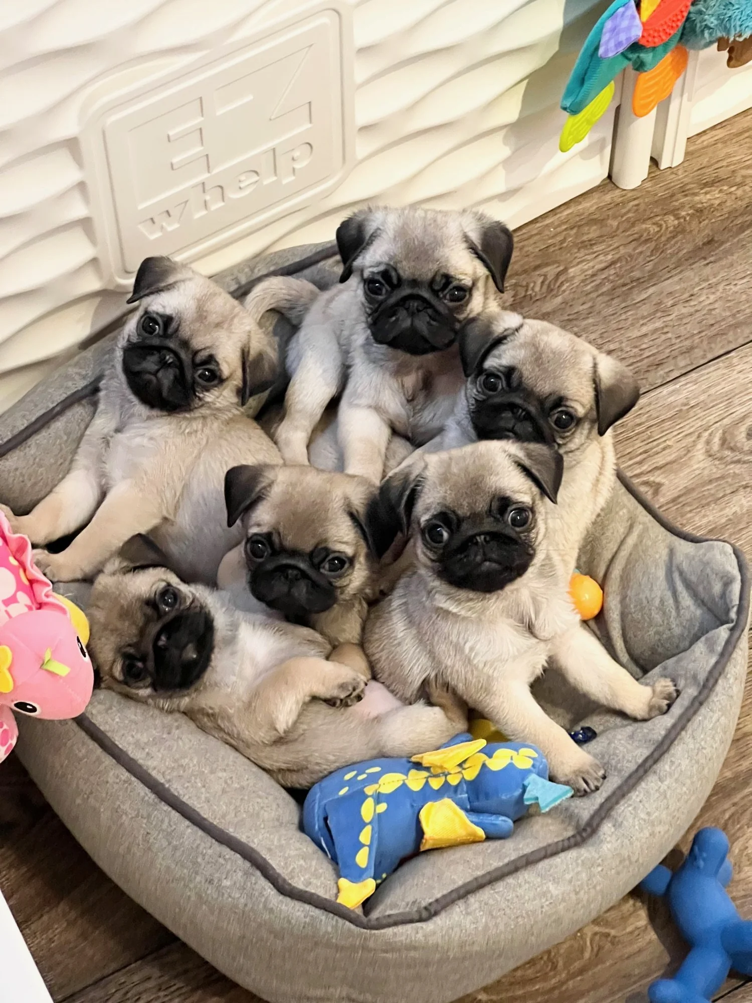 About the Pug — Pug Dog Club of America
