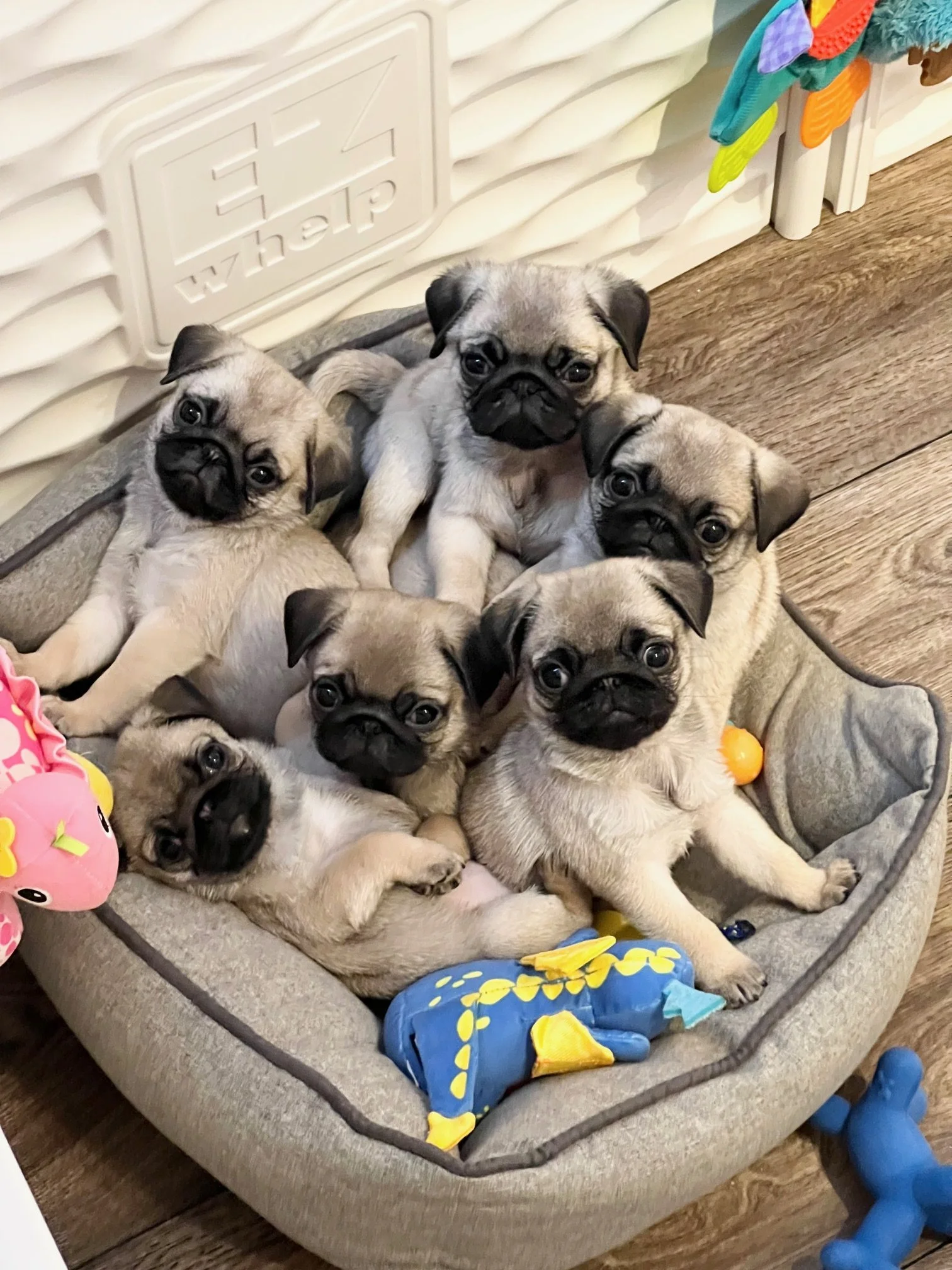 About the Pug — Pug Dog Club of America