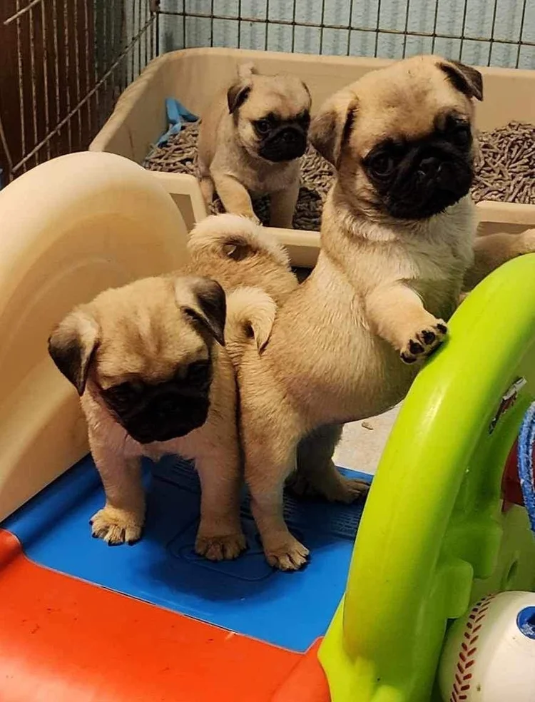 Pug Breeders — Pug Dog Club of America