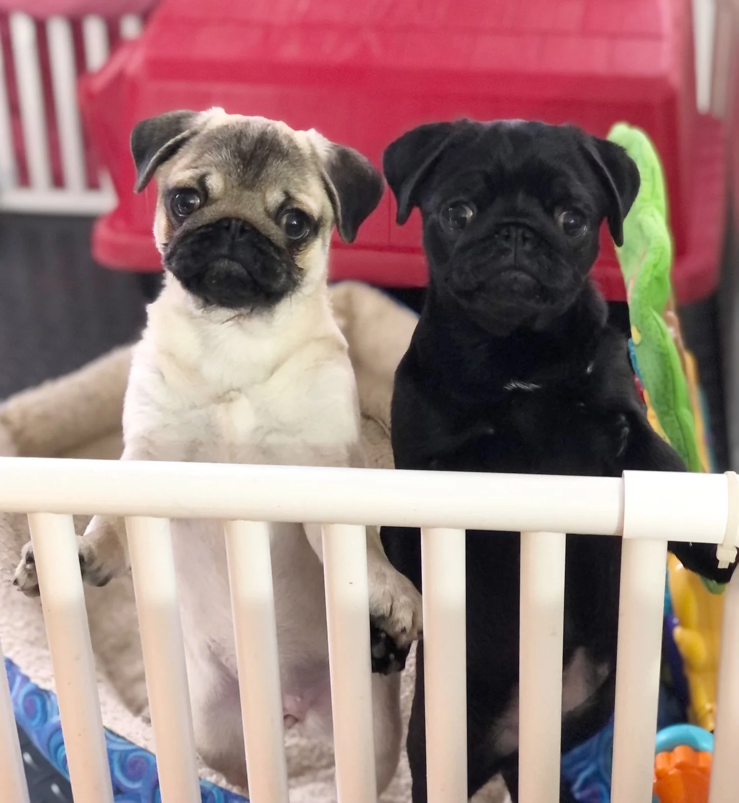 Services — Pug Dog Club of America