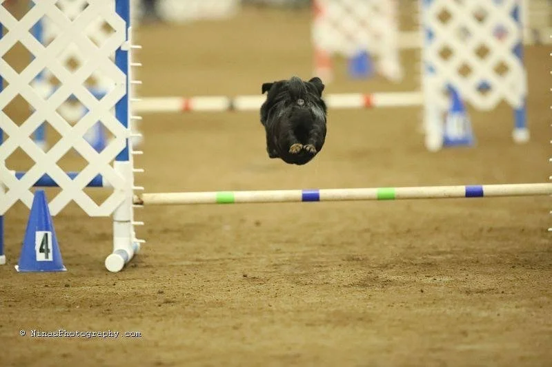 Our Approach — Pug Dog Club of America