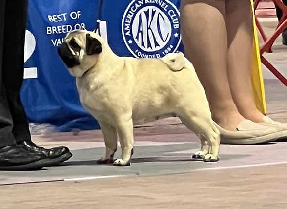 Our Approach — Pug Dog Club of America