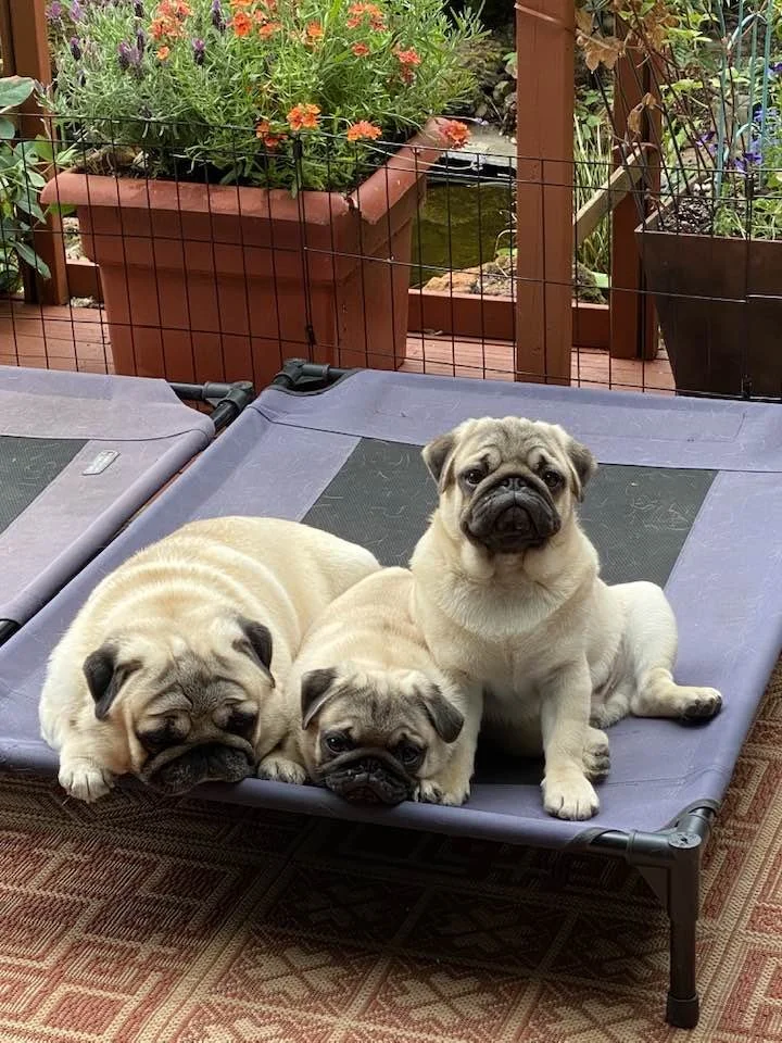 About the Pug — Pug Dog Club of America