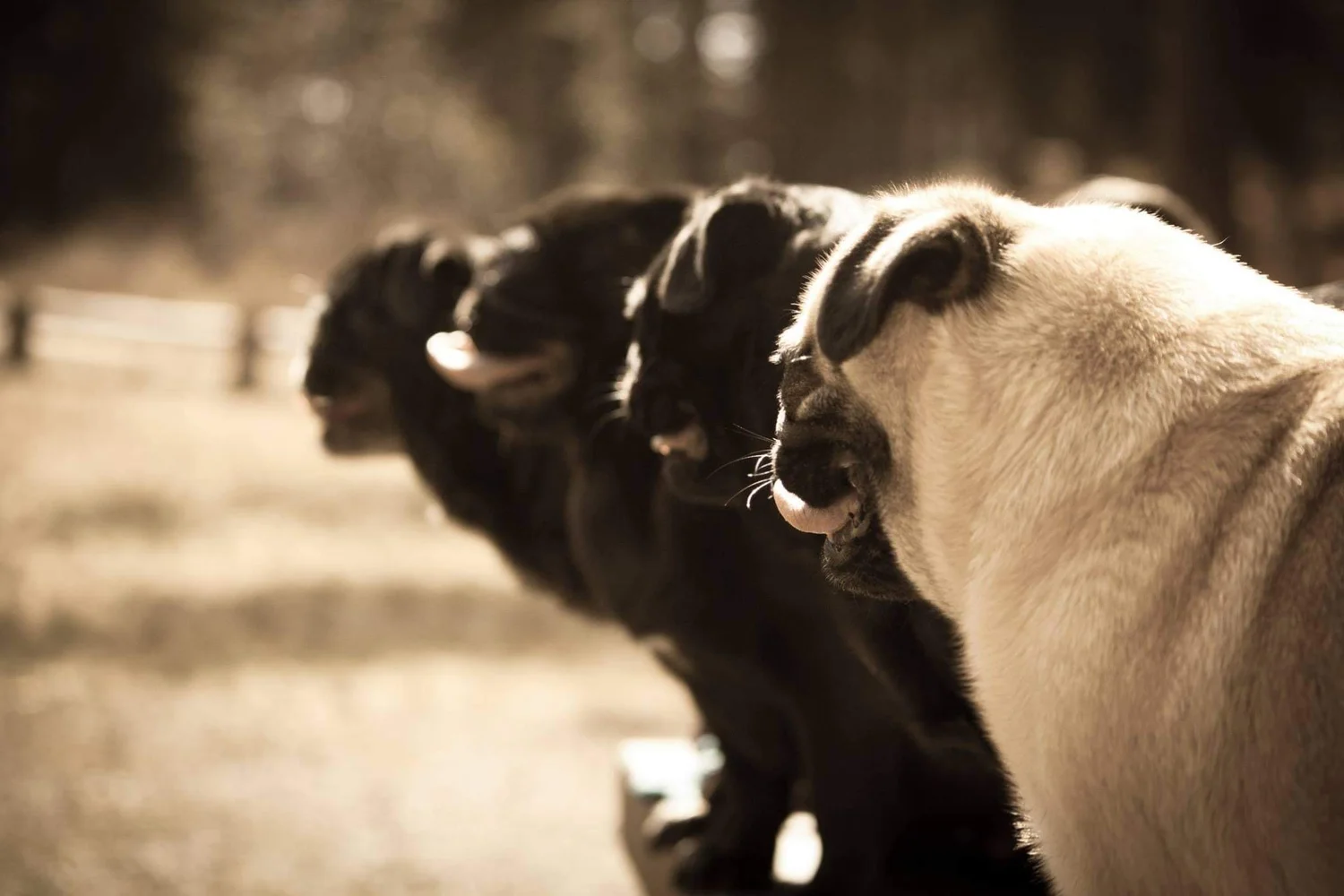 Pug Breeders — Pug Dog Club of America