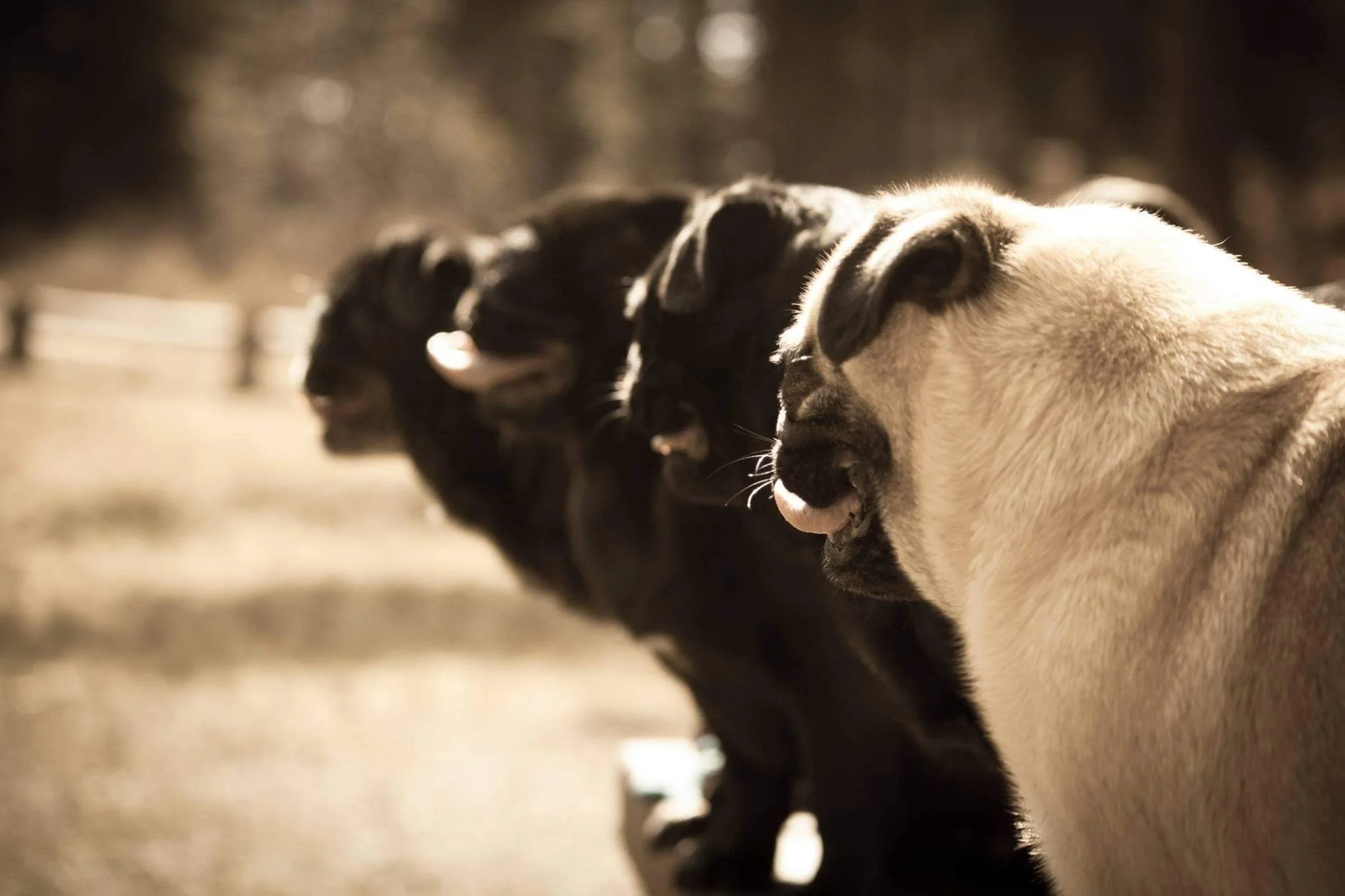 Pug Breeders — Pug Dog Club of America