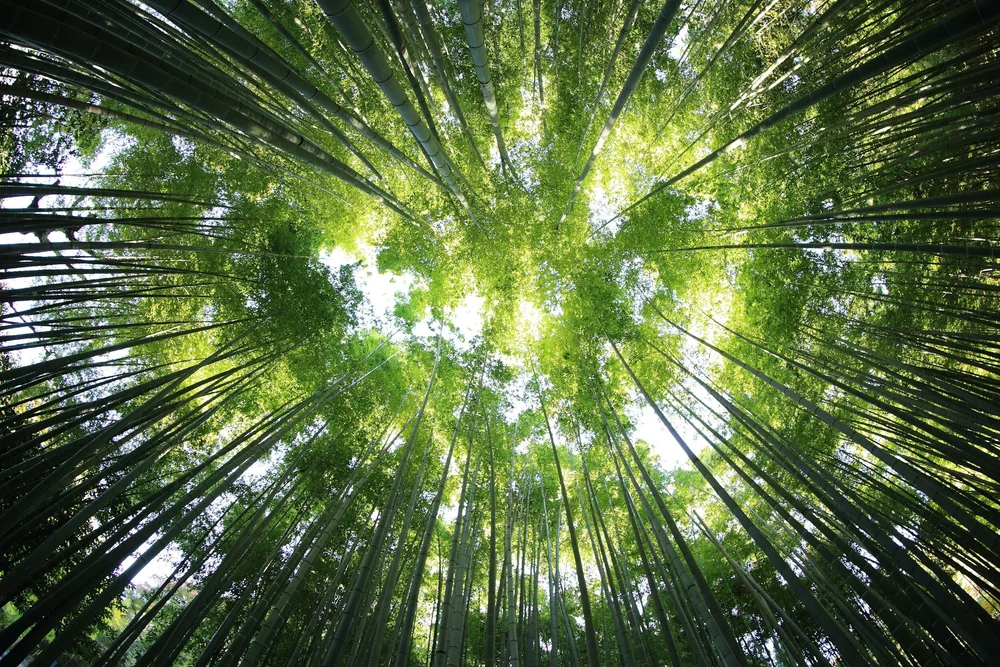 About — The Learning Habitat